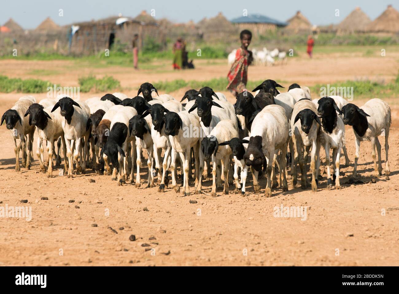 14.11.2019, Gode, Somali Region, Ethiopia - A girl drives an African ...