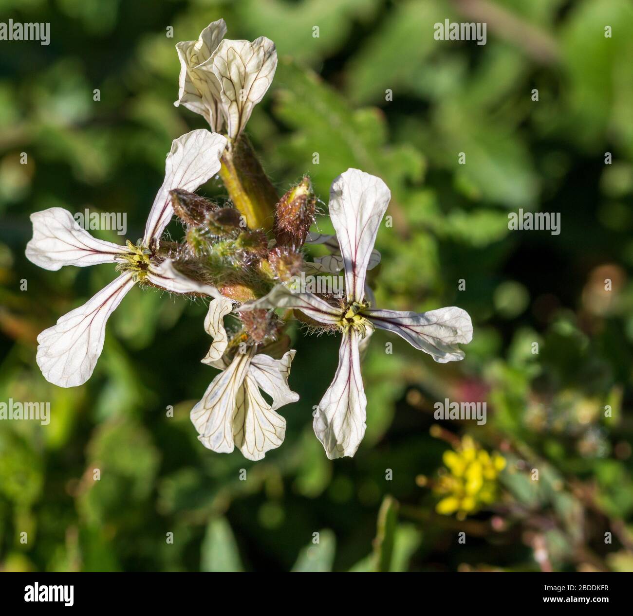 Eruca vesicaria sativa hi-res stock photography and images - Alamy