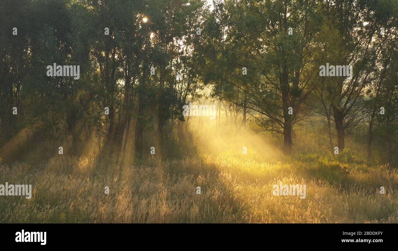 Dawn over the morning summer blurred meadow Stock Photo - Alamy