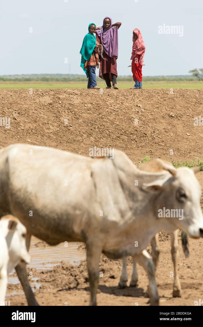 14.11.2019, Gode, Somali Region, Ethiopia - African herd of cows at a ...