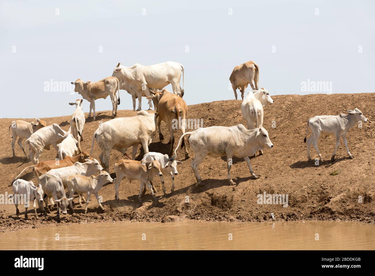 14.11.2019, Gode, Somali Region, Ethiopia - African herd of cows at a ...
