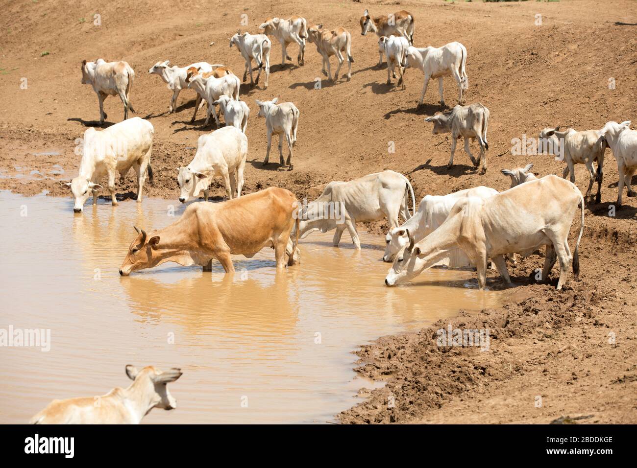 14.11.2019, Gode, Somali Region, Ethiopia - Herd of African cows at a ...