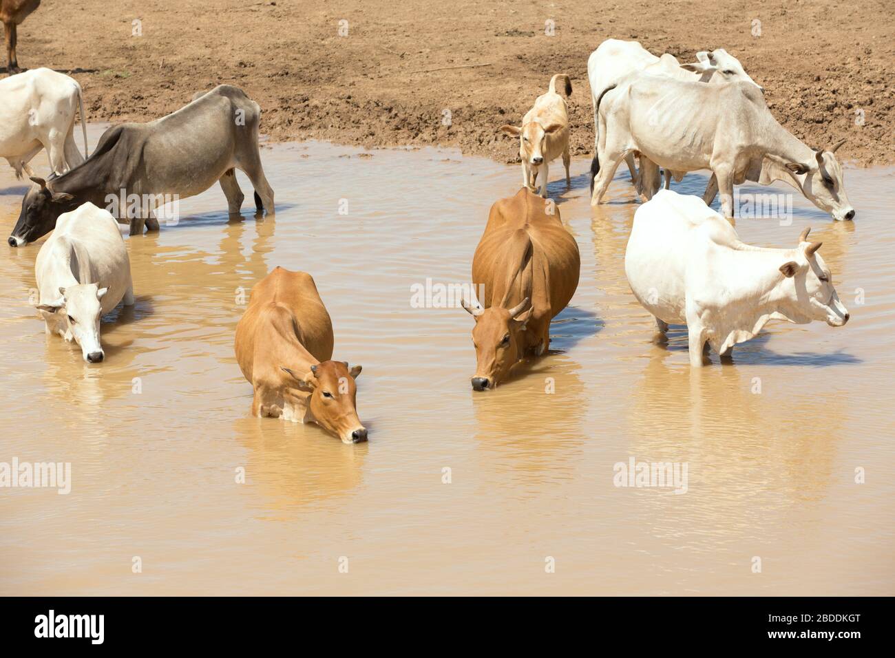 14.11.2019, Gode, Somali Region, Ethiopia - African cow herd at a water ...