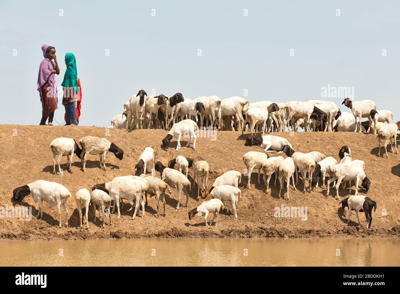 Somali Goat Herder High Resolution Stock Photography and Images - Alamy