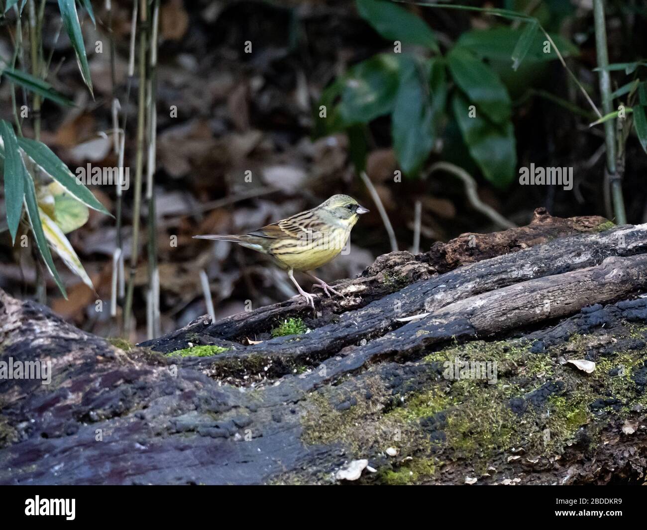 Black faced bunting hi-res stock photography and images - Alamy