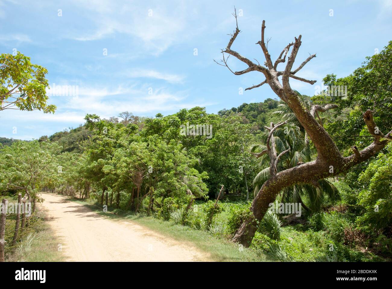 The dead tree by the countryside road on Roatan Island (Honduras Stock ...