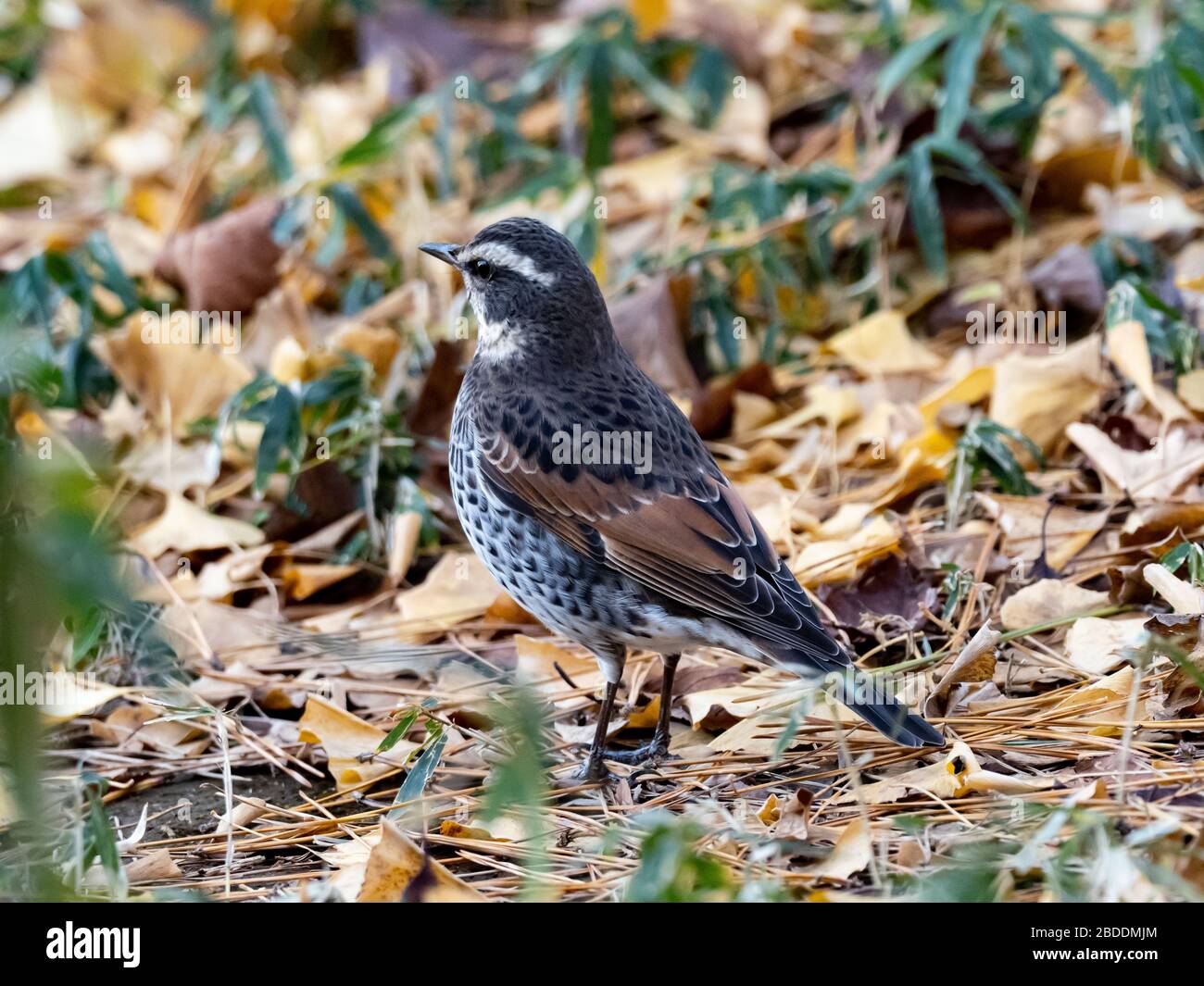 A dusky thrush, Turdus eunomus, stands in the grass in a park near ...