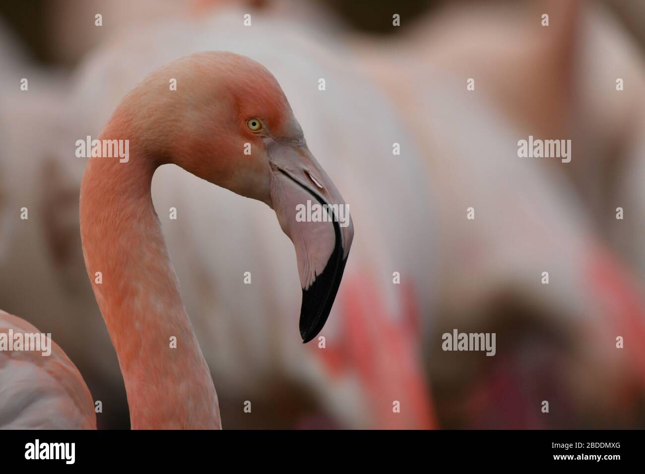 Flamingo face hi-res stock photography and images - Alamy