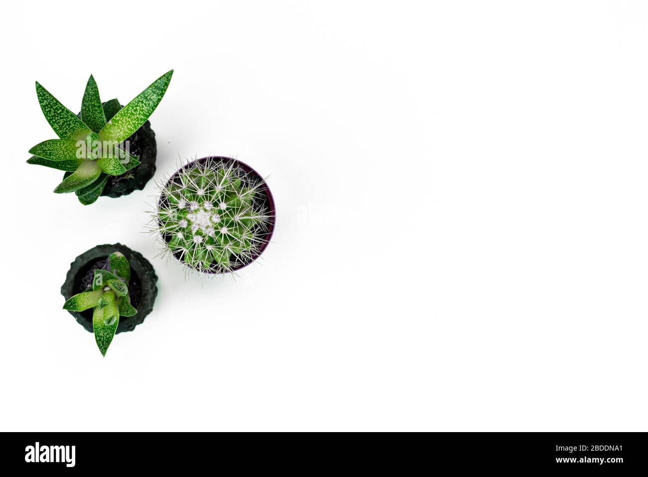 home office plant in pot on white background layout copy space Stock ...