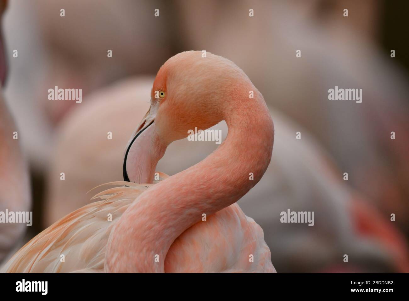 Flamingo bill hi-res stock photography and images - Alamy