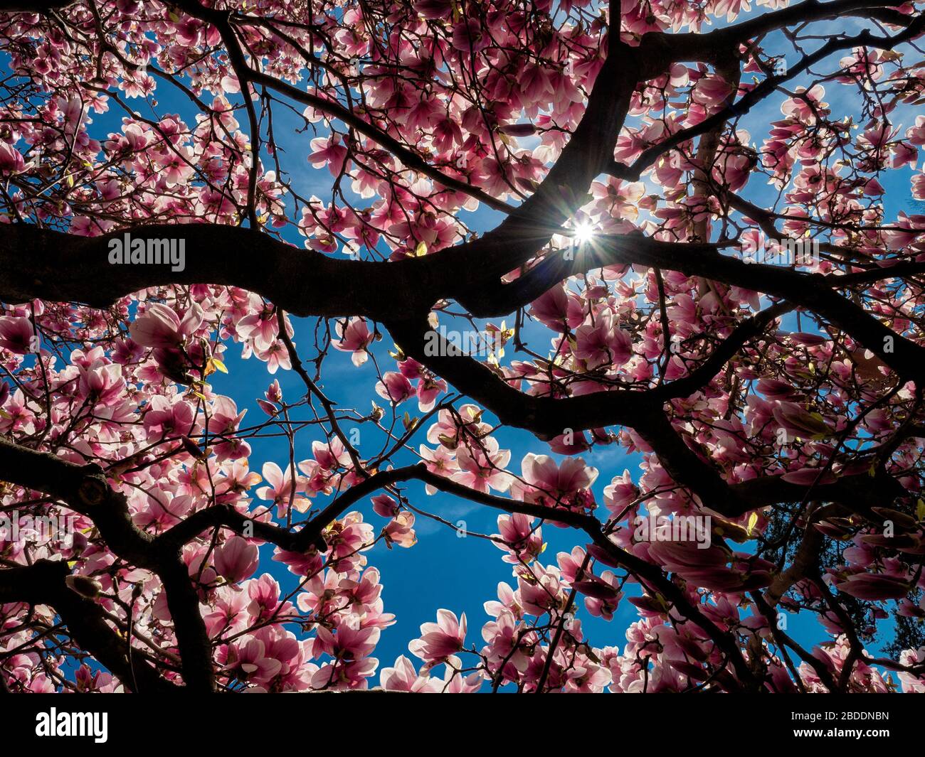 Sugar magnolia hi-res stock photography and images - Alamy