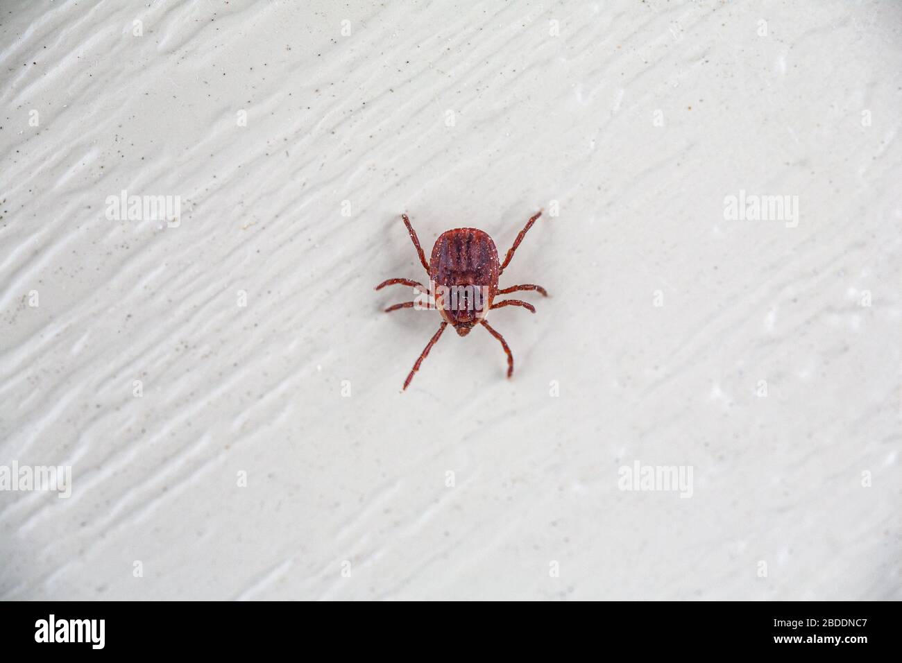 A true ixodid mite blood sucking parasite carrying the acarid disease ...