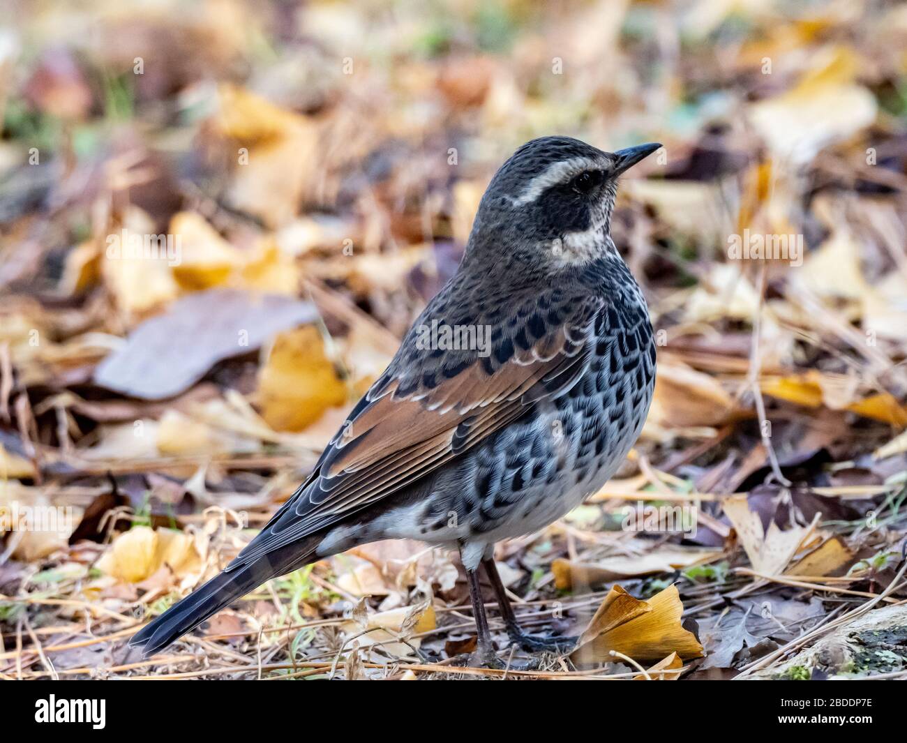 A dusky thrush, Turdus eunomus, stands in the grass in a park near Yokohama, Japan Stock Photo ...