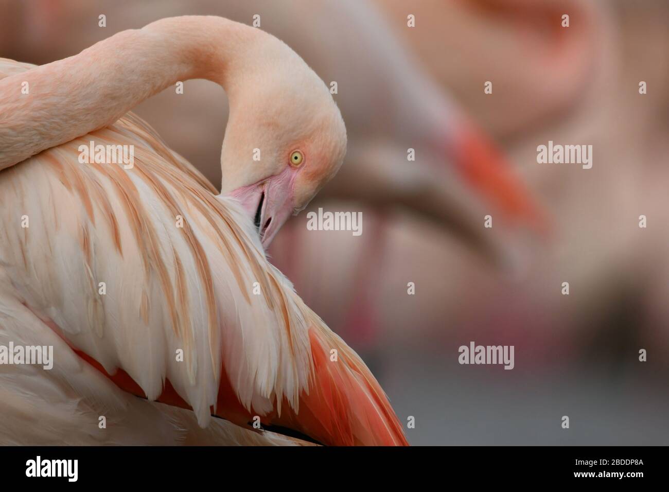 Flamingo bill hi-res stock photography and images - Alamy