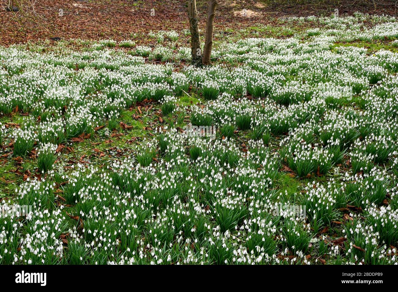 Snowdrop walk hopton hall hi-res stock photography and images - Alamy