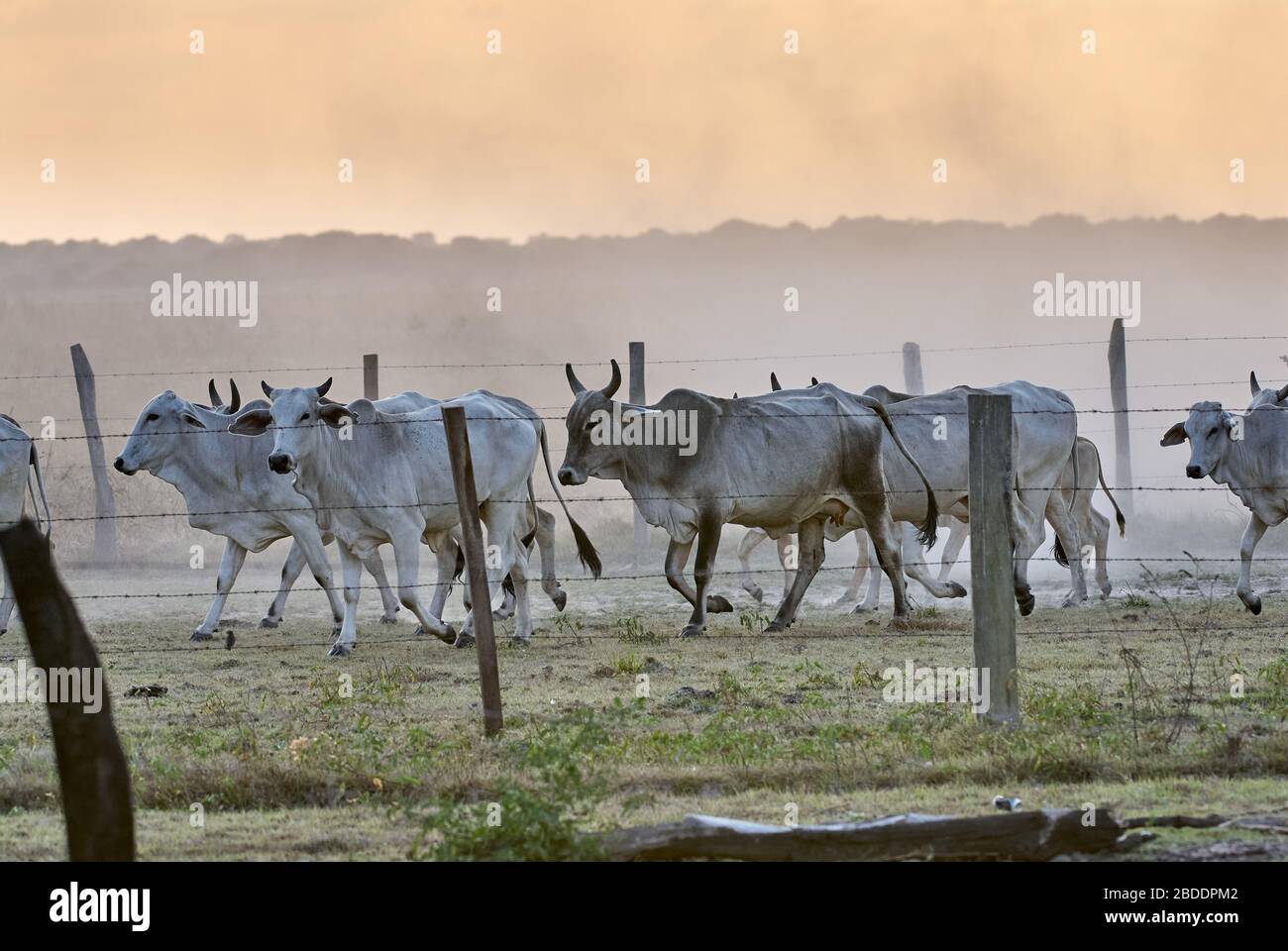 Cattle breeding and cattle hi-res stock photography and images - Alamy