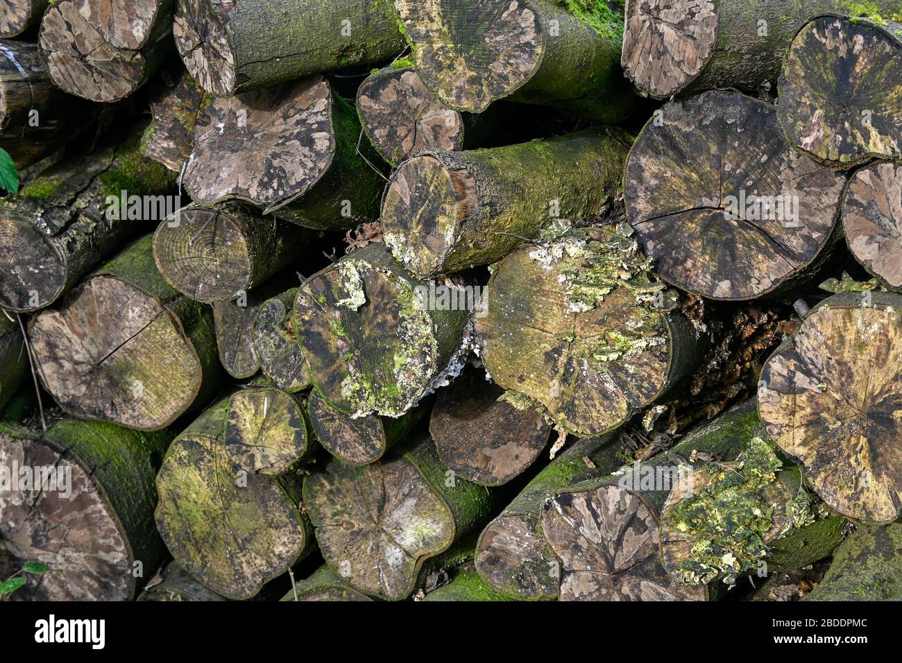 Stack of wooden logs Stock Photo - Alamy