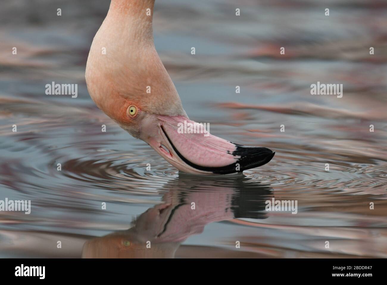 Flamingo eye hi-res stock photography and images - Alamy