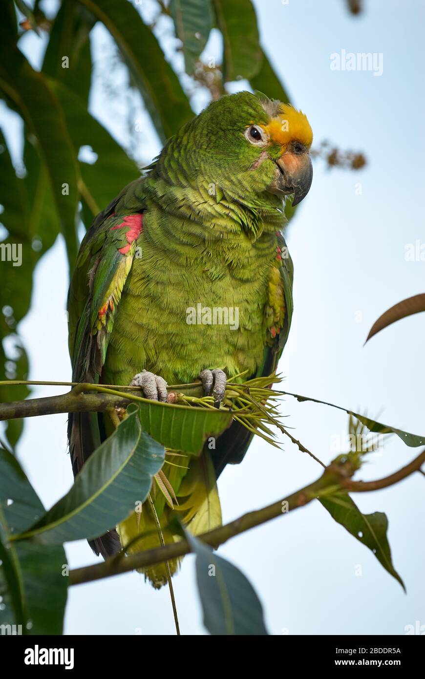yellow-headed parrot, Amazona ochrocephala, Venezuela, South America ...