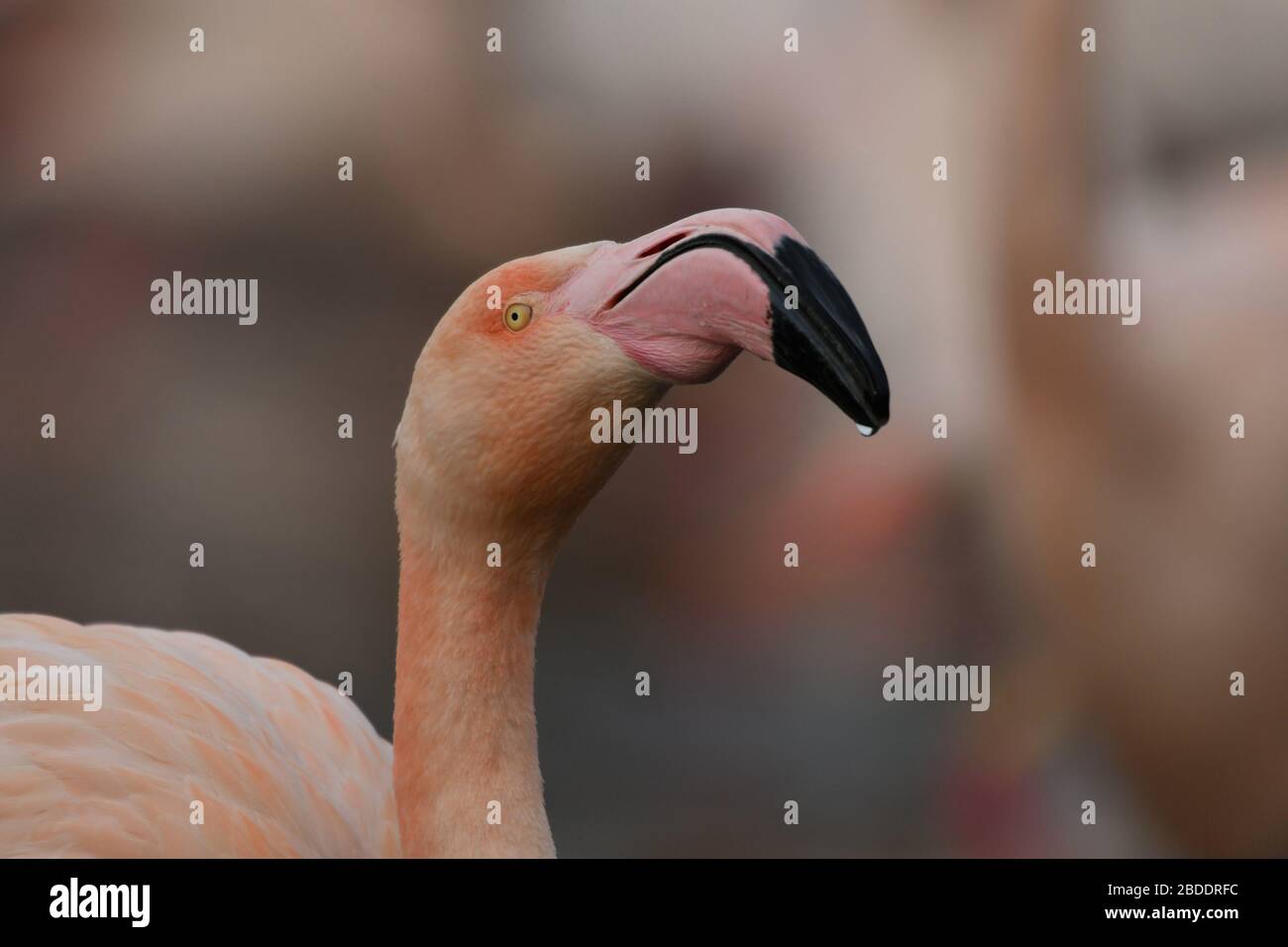 Flamingo eye hi-res stock photography and images - Alamy