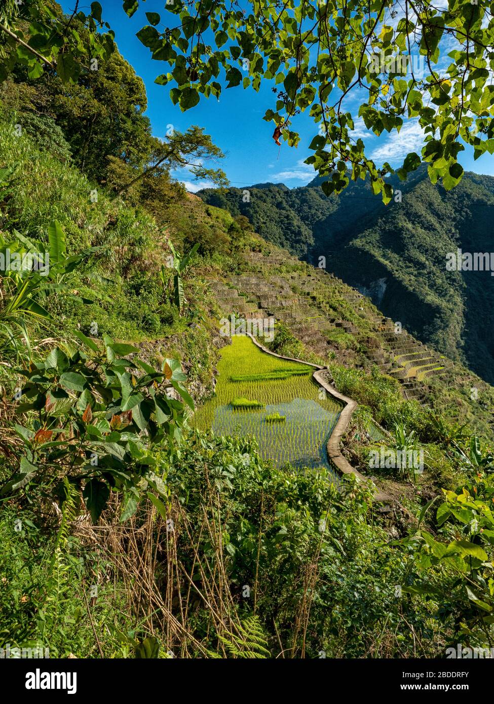 North luzon philippines rice terrace hi-res stock photography and ...