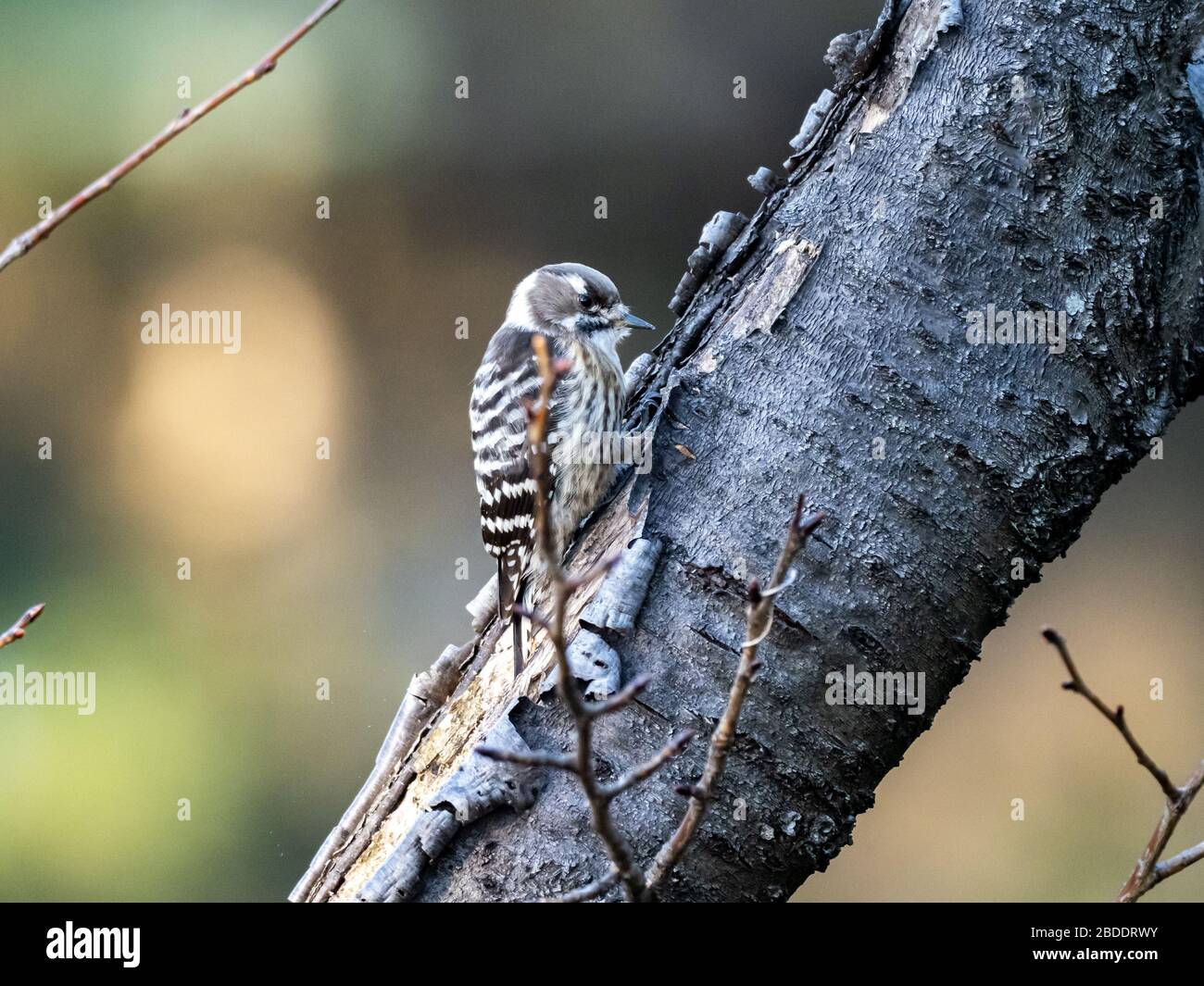 A Japanese pygmy woodpecker, Yungipicus kizuki, perches on the trunk on ...