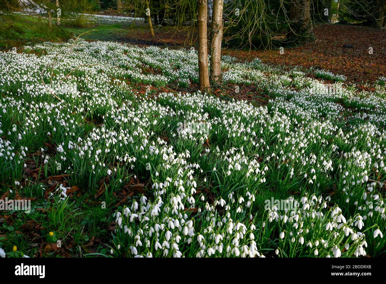 Snowdrop walk hopton hall hi-res stock photography and images - Alamy