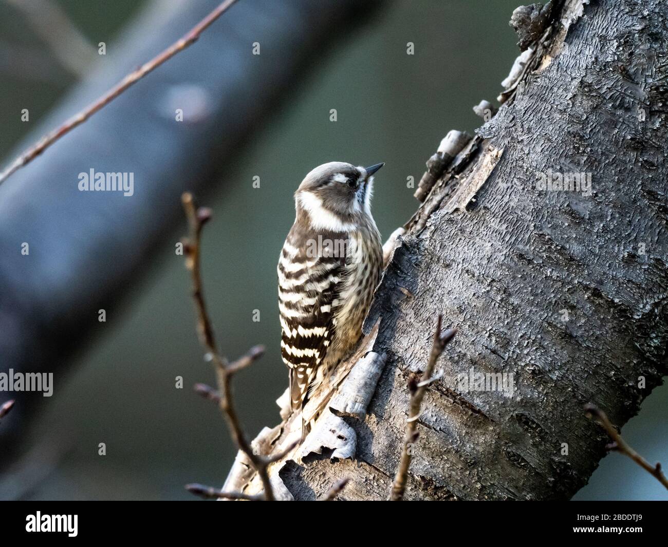A Japanese pygmy woodpecker, Yungipicus kizuki, perches on the trunk on ...