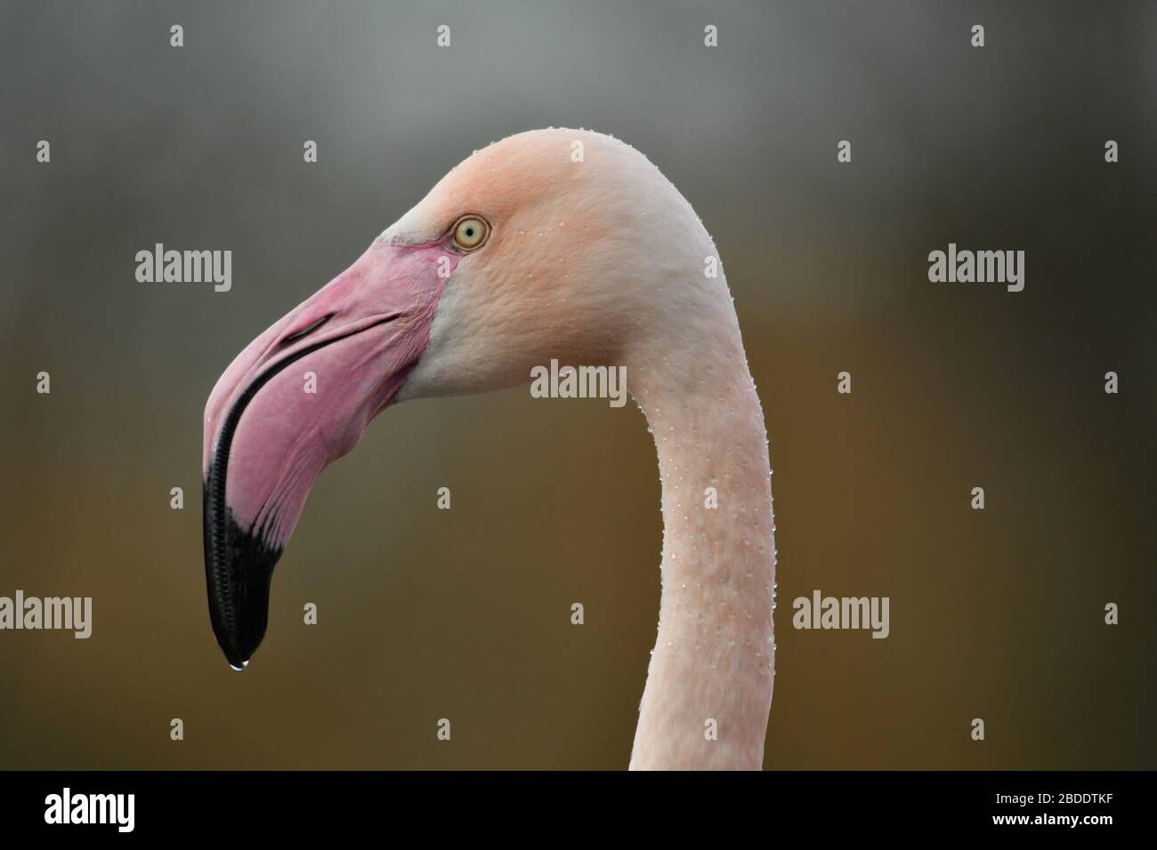 Flamingo eye hi-res stock photography and images - Alamy