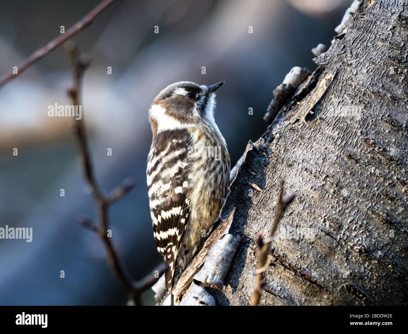 A Japanese pygmy woodpecker, Yungipicus kizuki, perches on the trunk on ...