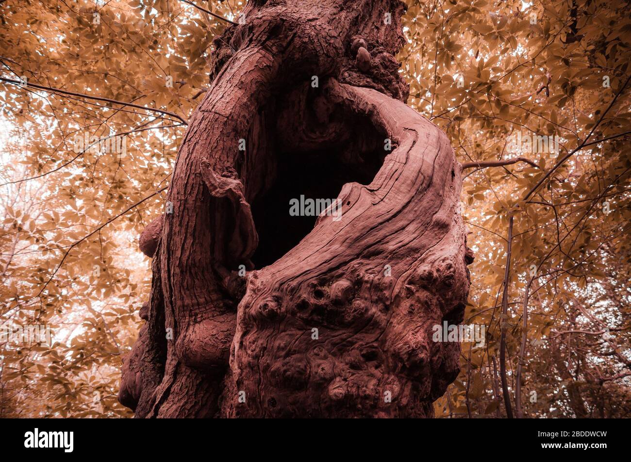 Old knotty tree trunk hi-res stock photography and images - Alamy