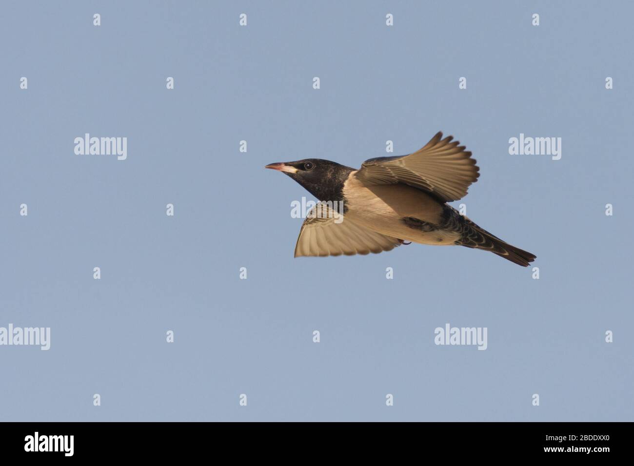 Rosy starling (Pastor roseus) in flight Stock Photo - Alamy