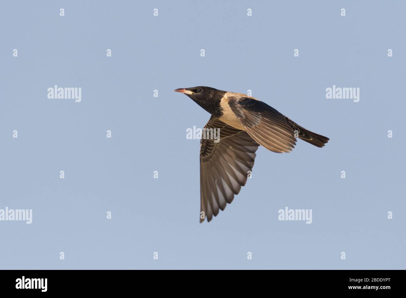 Rosy starling (Pastor roseus) in flight Stock Photo - Alamy