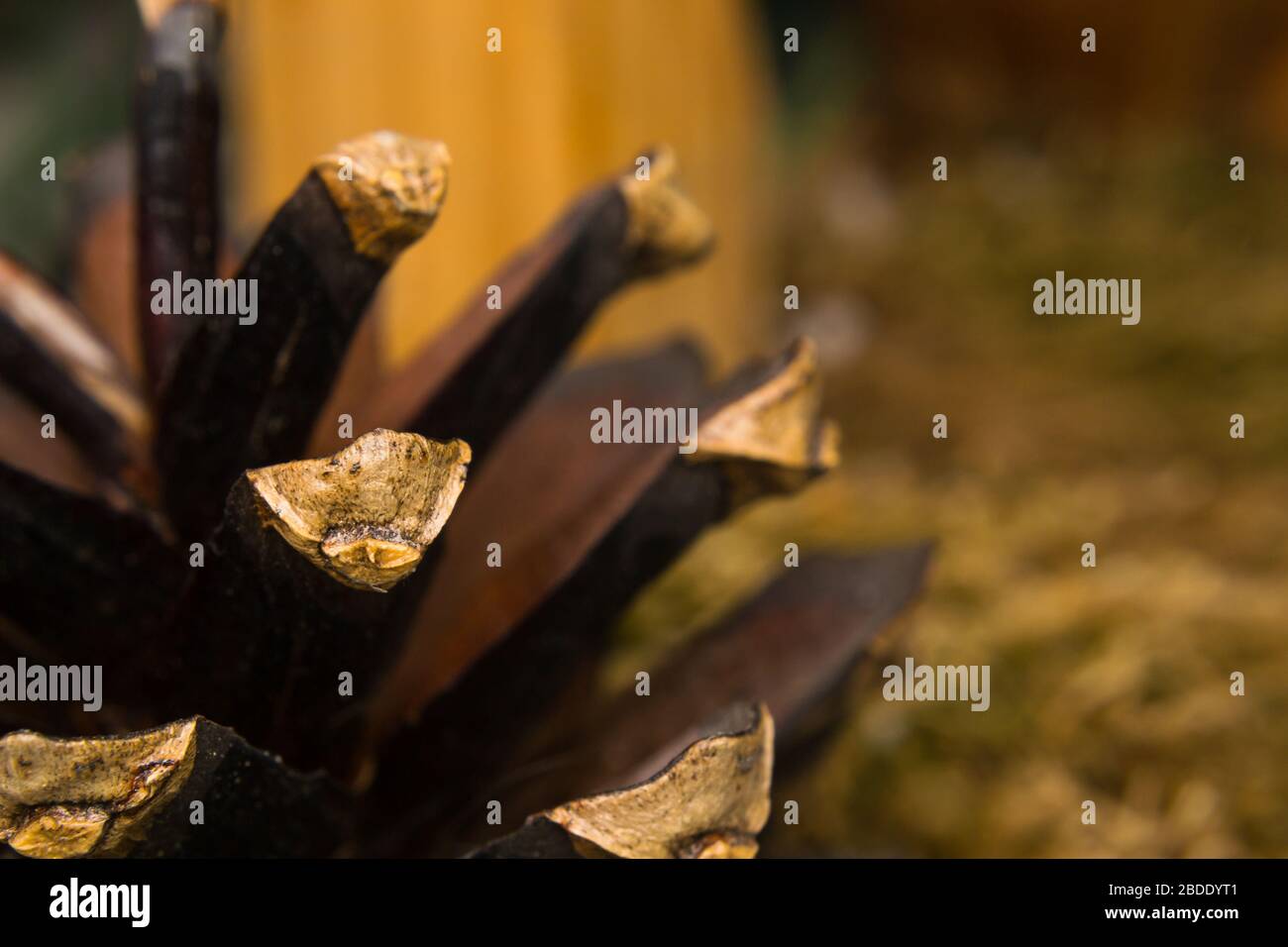 Wood abstract macro background hi-res stock photography and images - Alamy