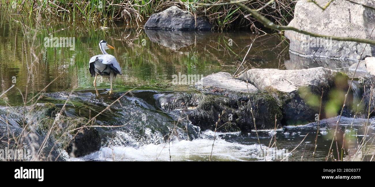 Magheralin, County Armagh, Northern, Ireland. 08th Apr, 2020. UK ...