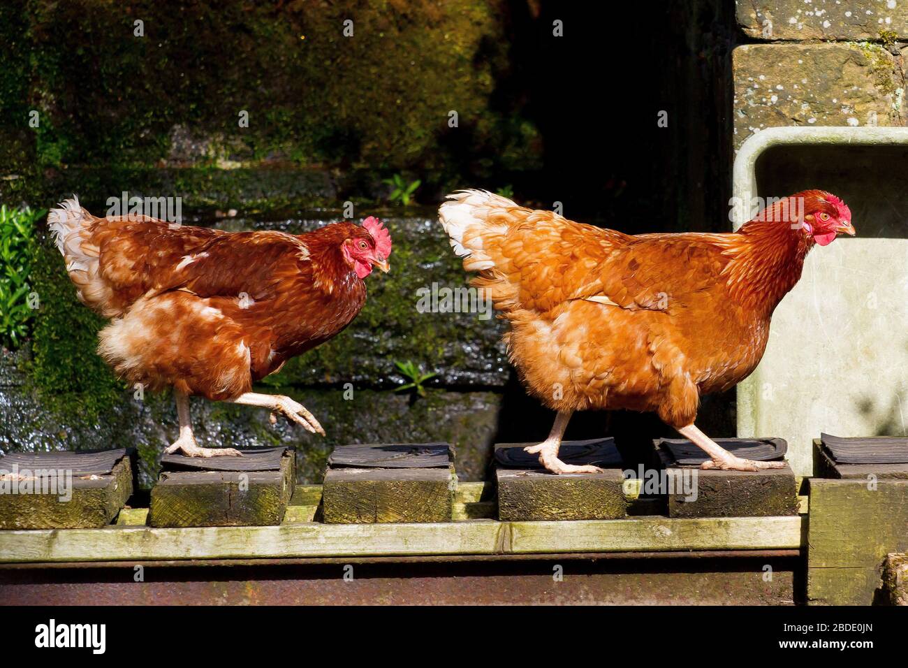 Fail to comply with hi-res stock photography and images - Alamy