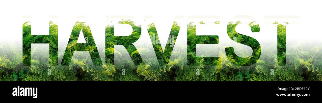 The word harvest on the background of bushes greens carrots. Growing ...