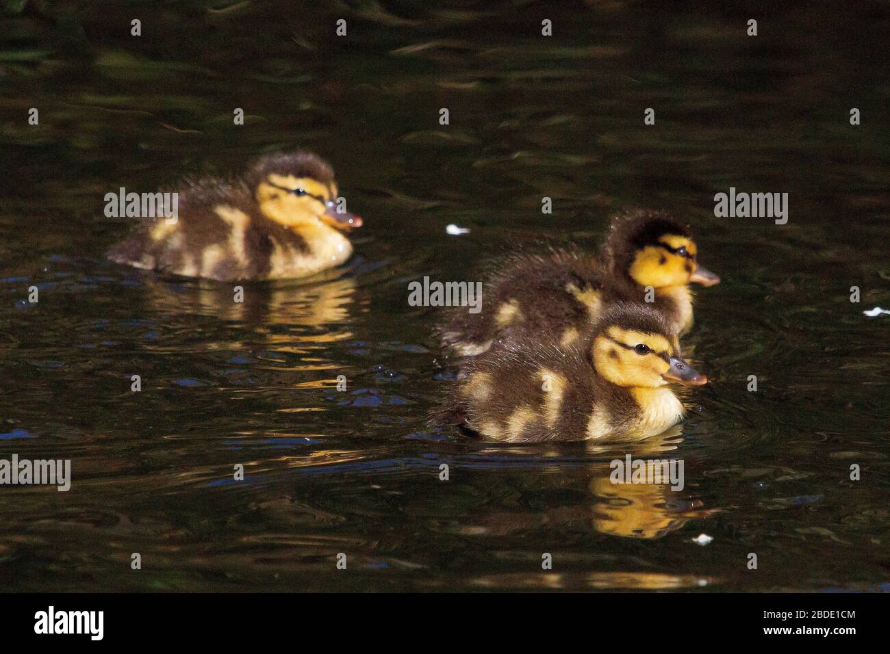 2020 young hi-res stock photography and images - Alamy