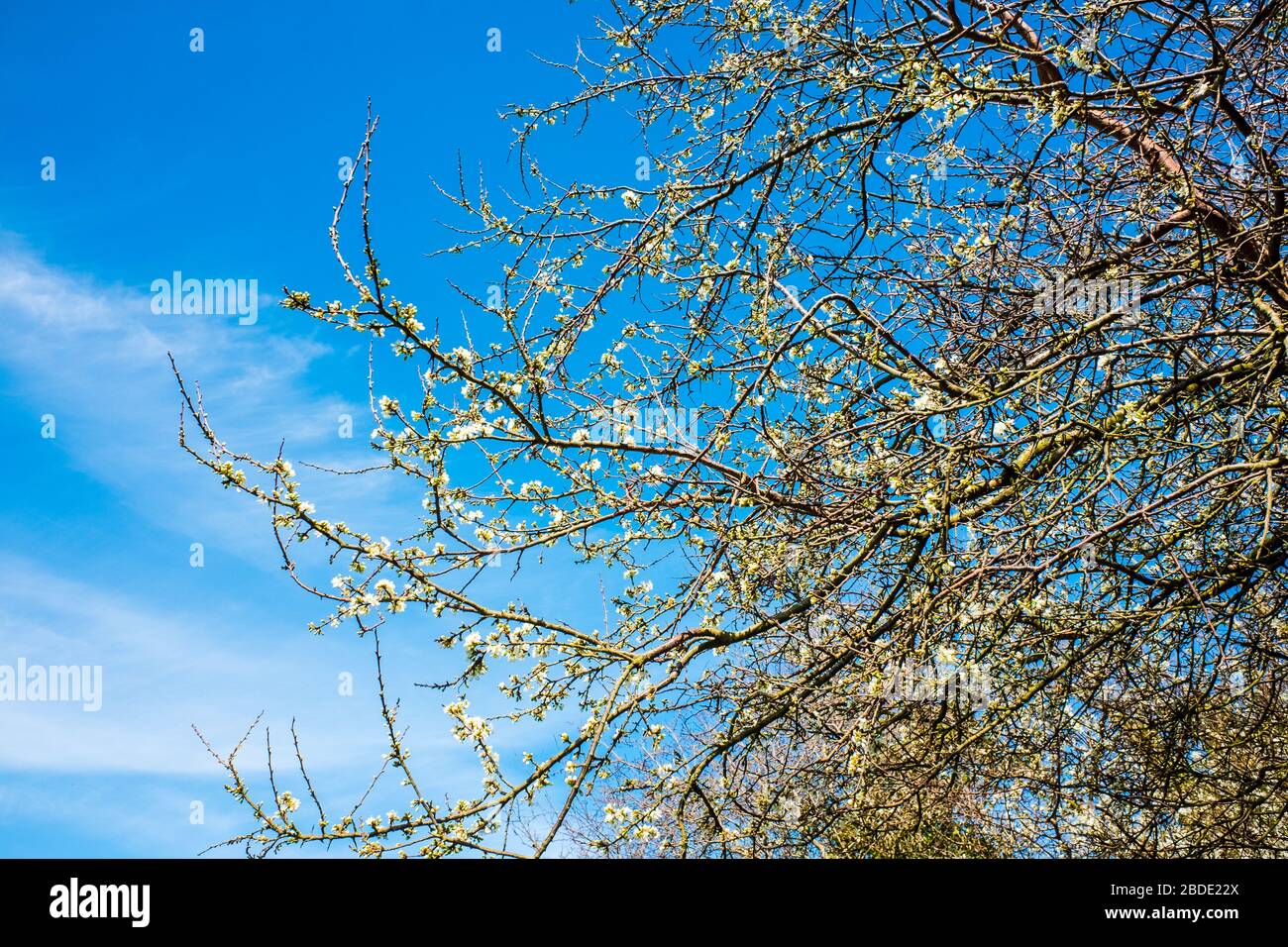 tree branches in springtime with beautiful blue sky UK Stock Photo - Alamy