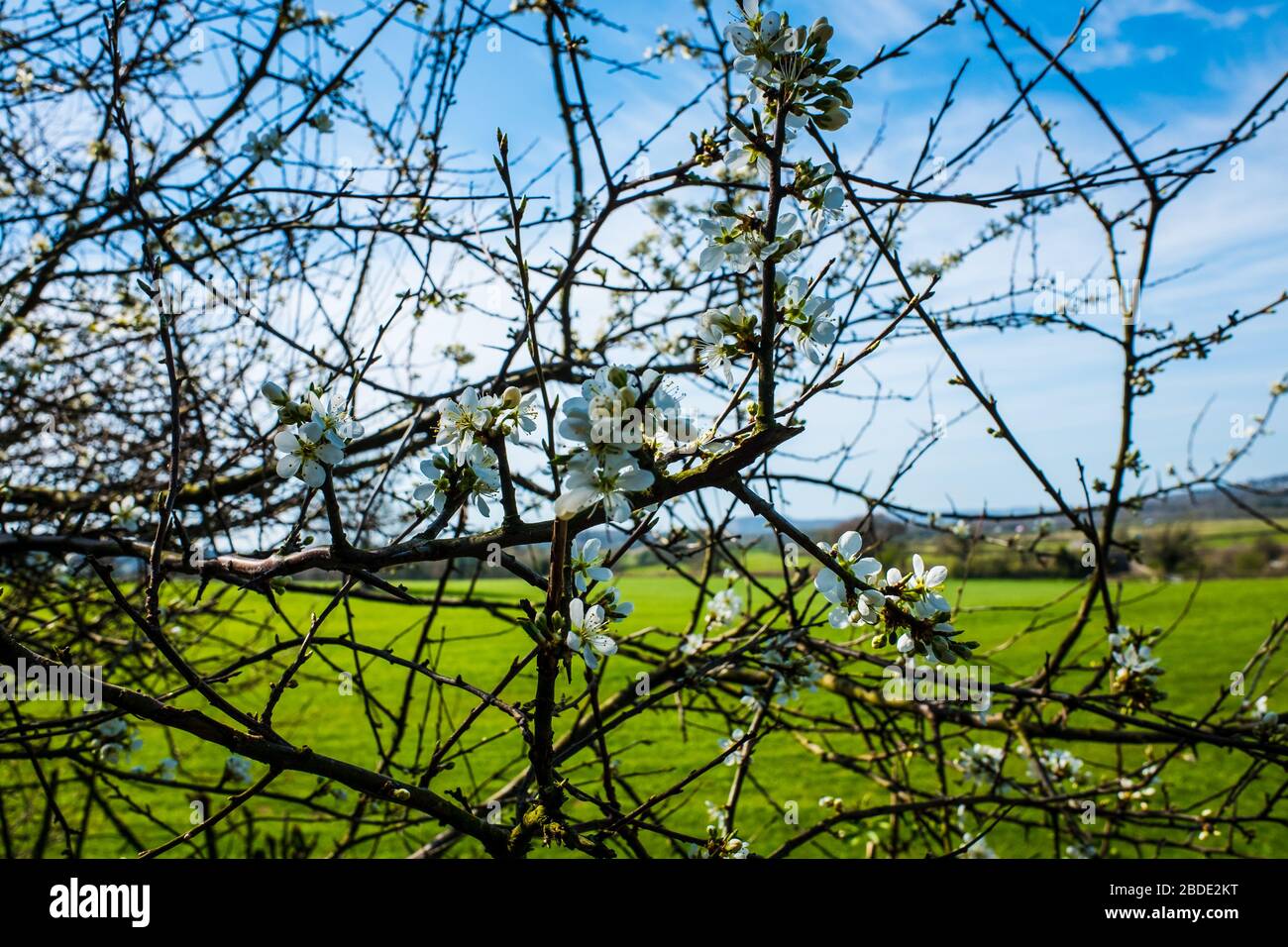 tree branches in springtime with beautiful blue sky UK Stock Photo - Alamy