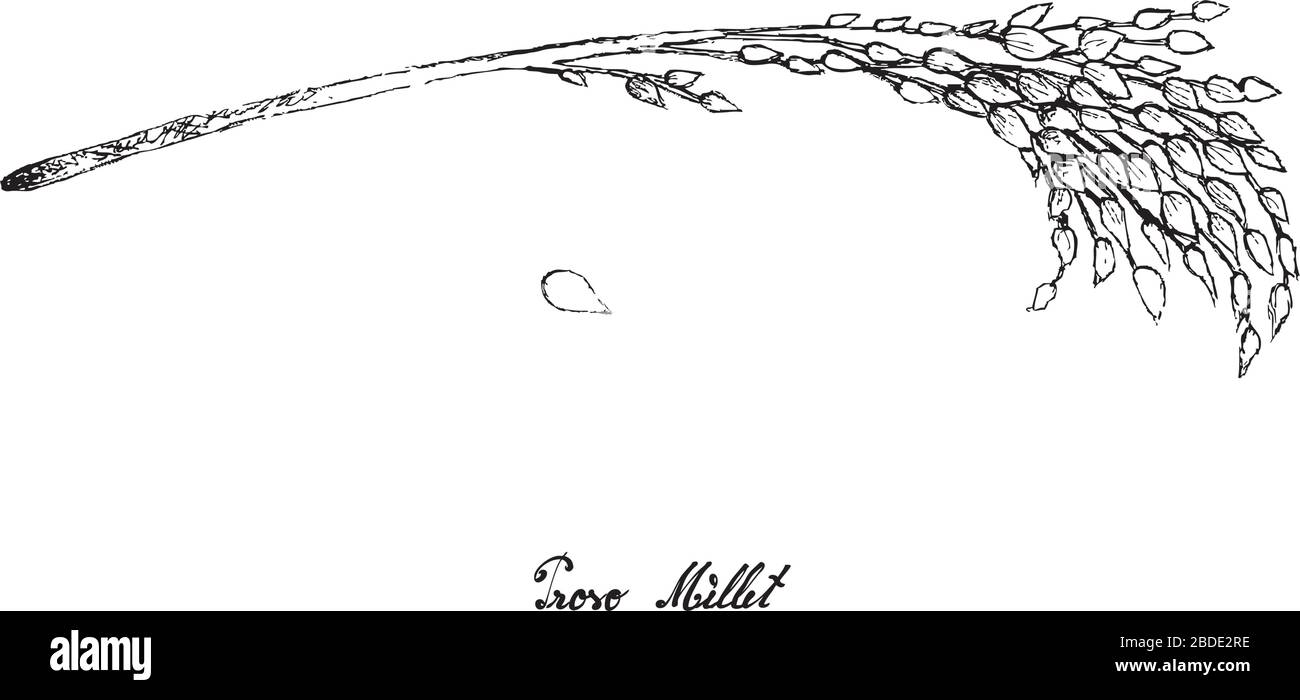 Illustration Hand Drawn Sketch of Bunch of Ripe Proso Millet or Panicum ...