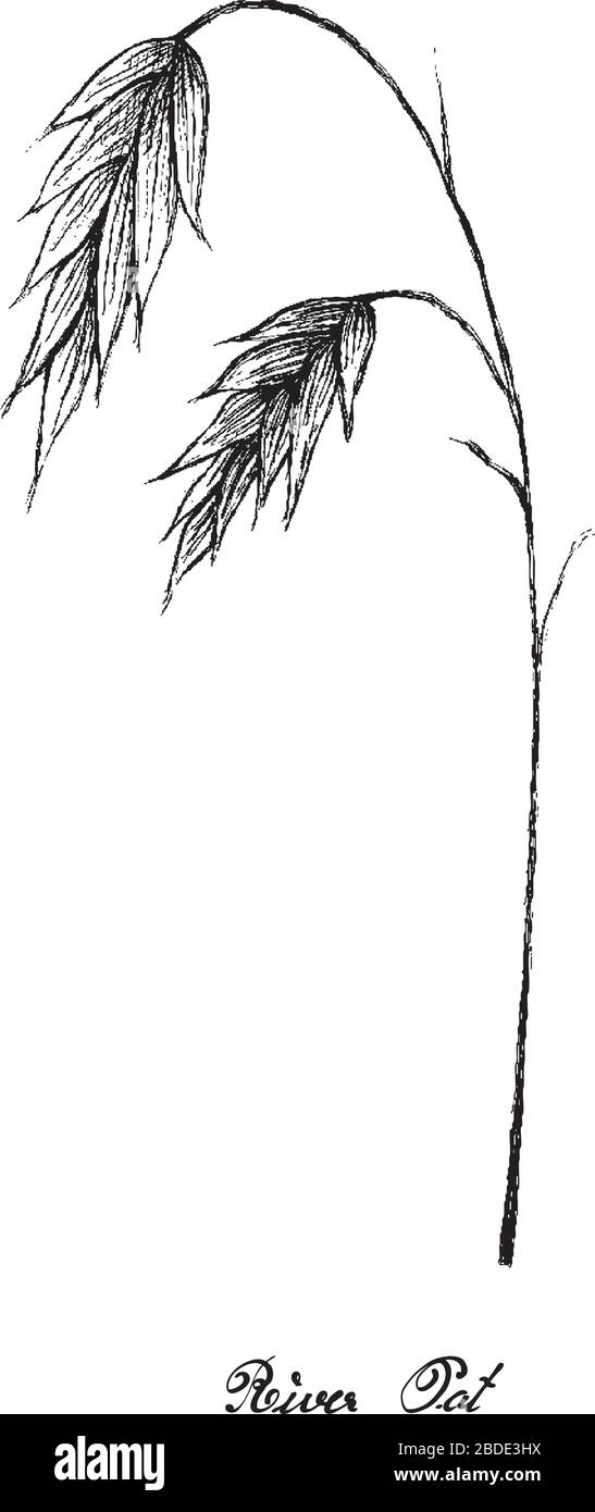 Sea oats grass Stock Vector Images - Alamy