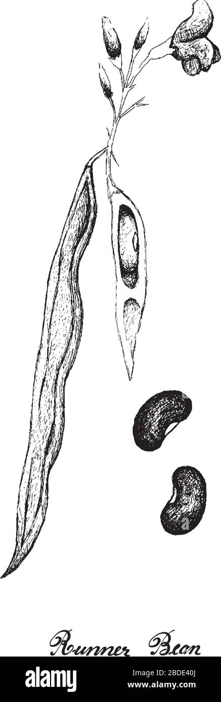 Vegetable, Illustration of Hand Drawn Sketch Fresh Runner Beans on Tree ...