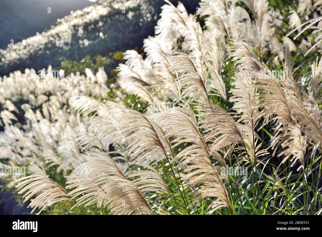 Chinese Silver Grass Taiwan Stock Photo - Alamy