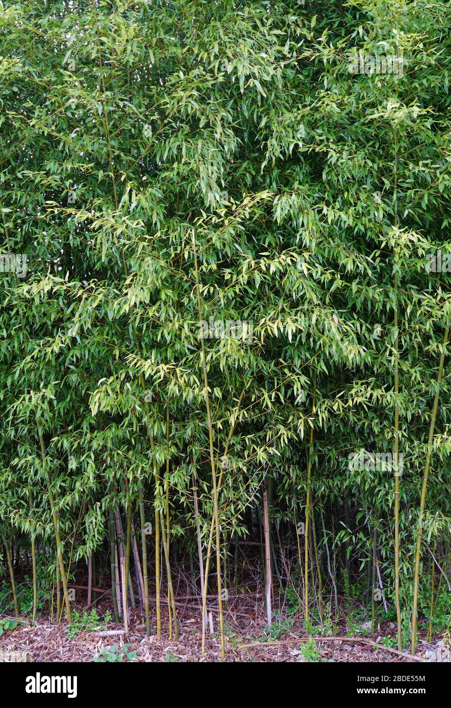Tall Bamboo Plants | How To Grow Bamboo – UMMLR