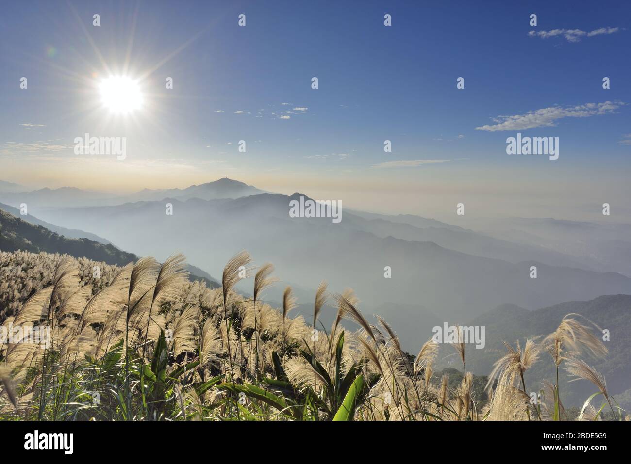 Chinese Silver Grass Taiwan Stock Photo - Alamy