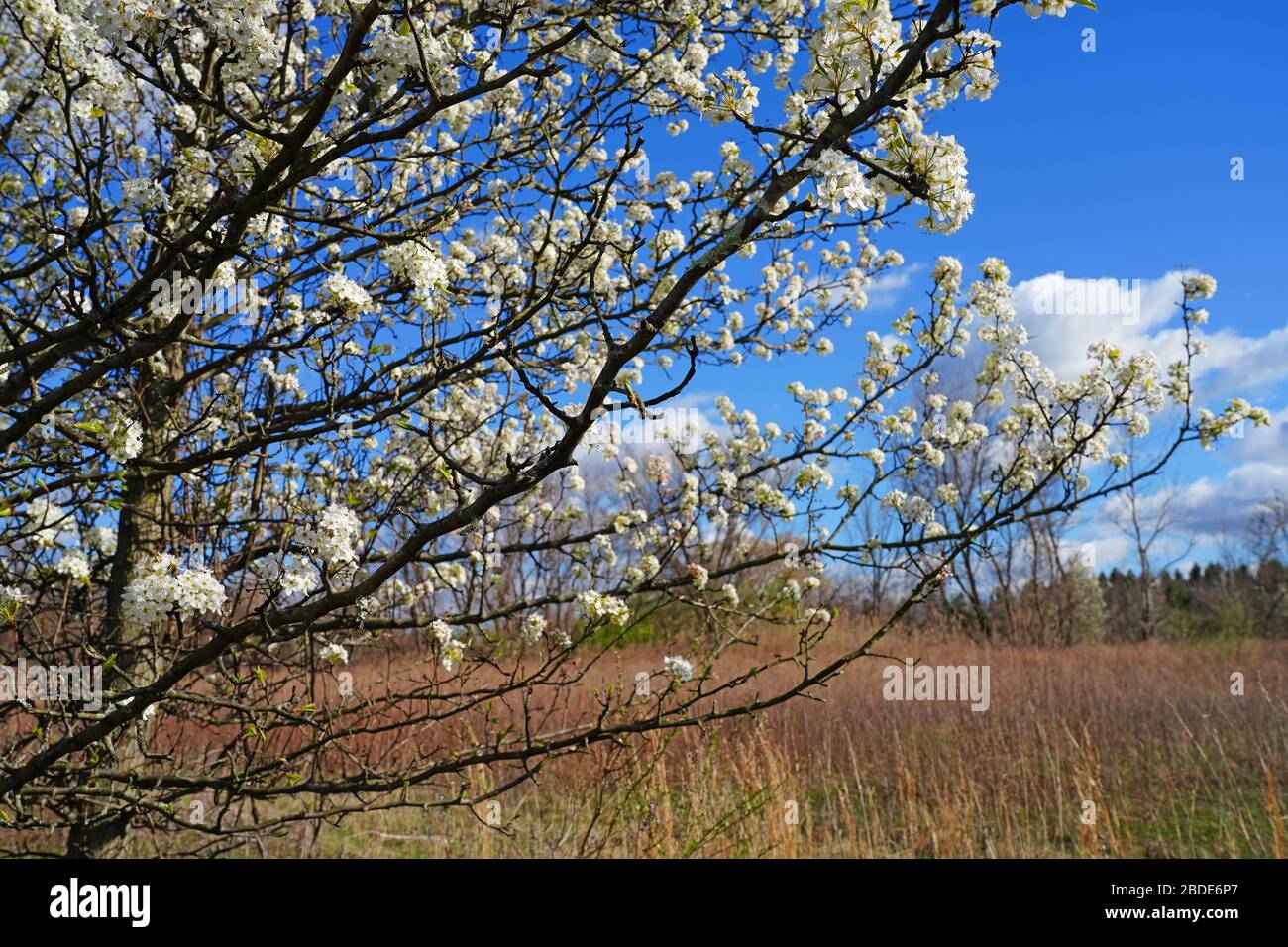 View of a Callery Pear (Pyrus calleryana) tree with white flowers in ...
