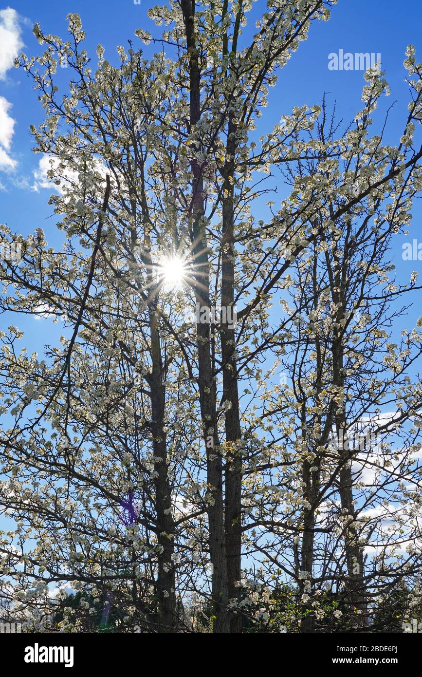 View of a Callery Pear (Pyrus calleryana) tree with white flowers in ...