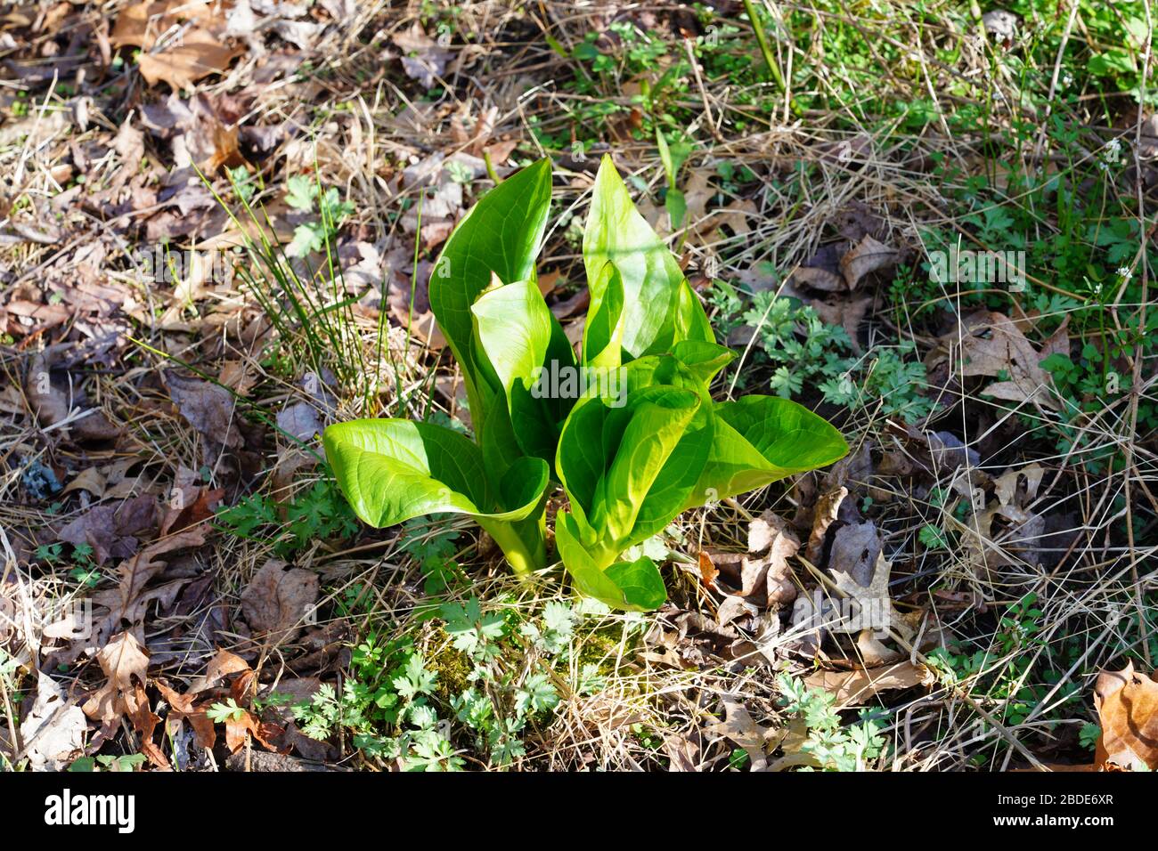 View of green leaves of Eastern Skunk Cabbage plant (Symplocarpus ...