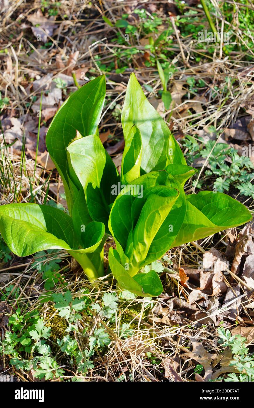 View of green leaves of Eastern Skunk Cabbage plant (Symplocarpus ...